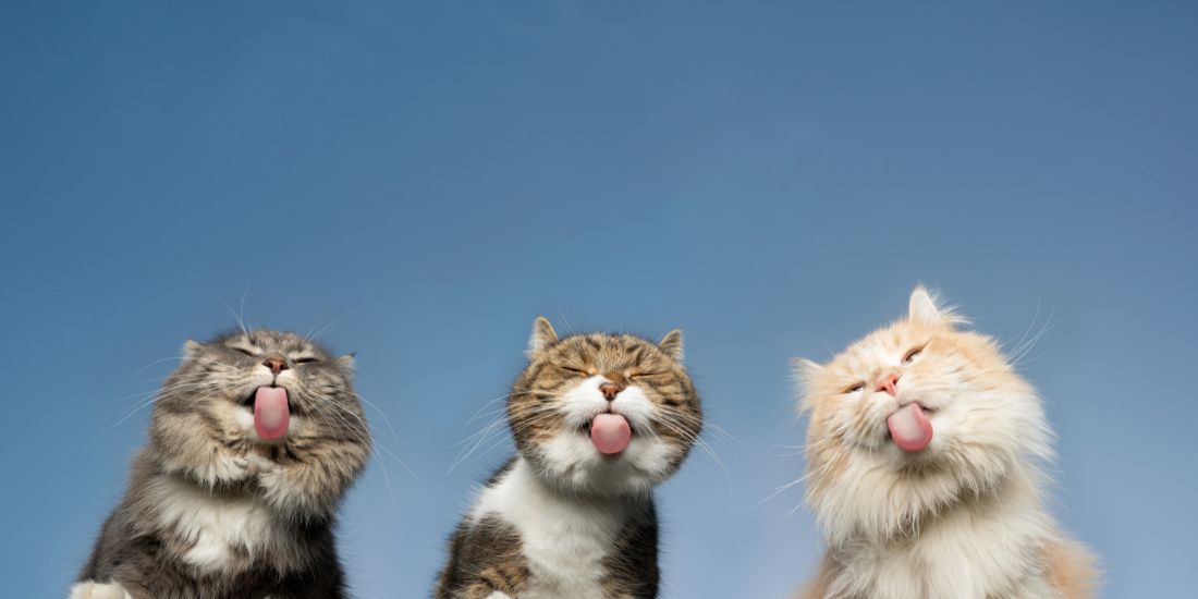 How to Look After a Kitten: The Do's & Don'ts