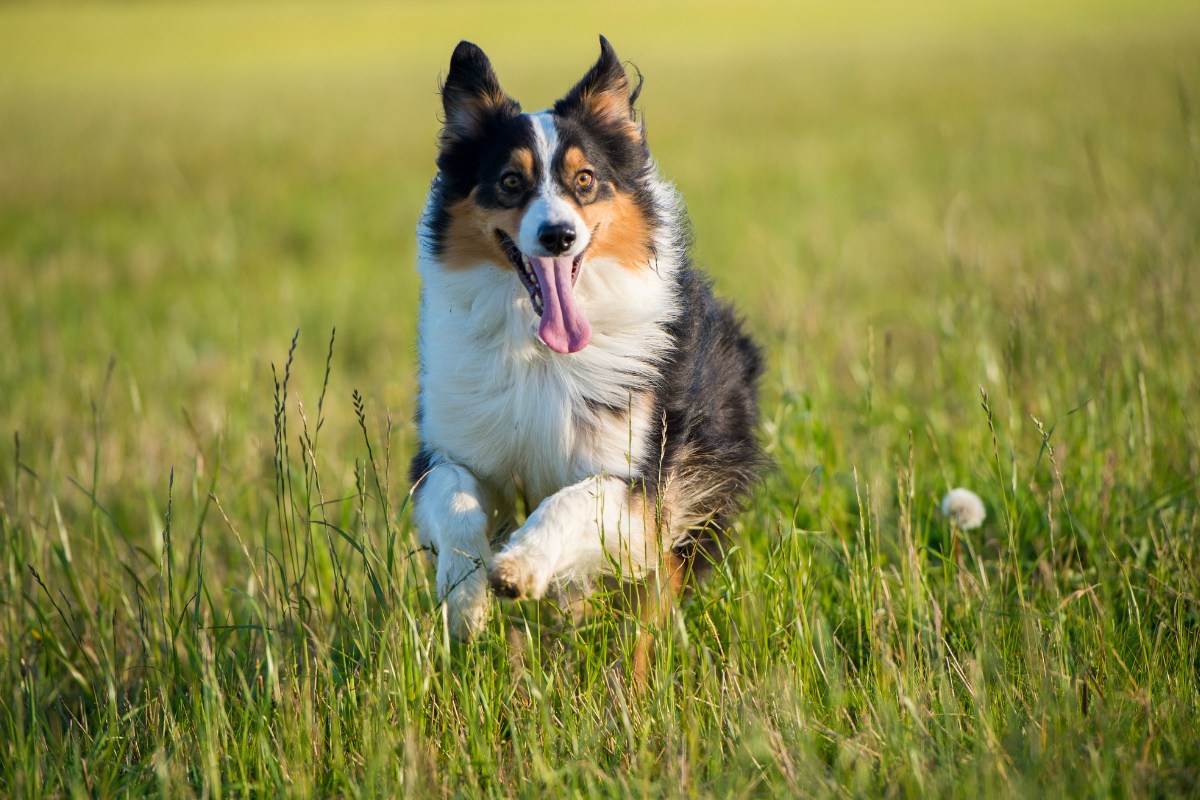 Shop Everything You Need For Your Aussie Shepherd At Swaggle