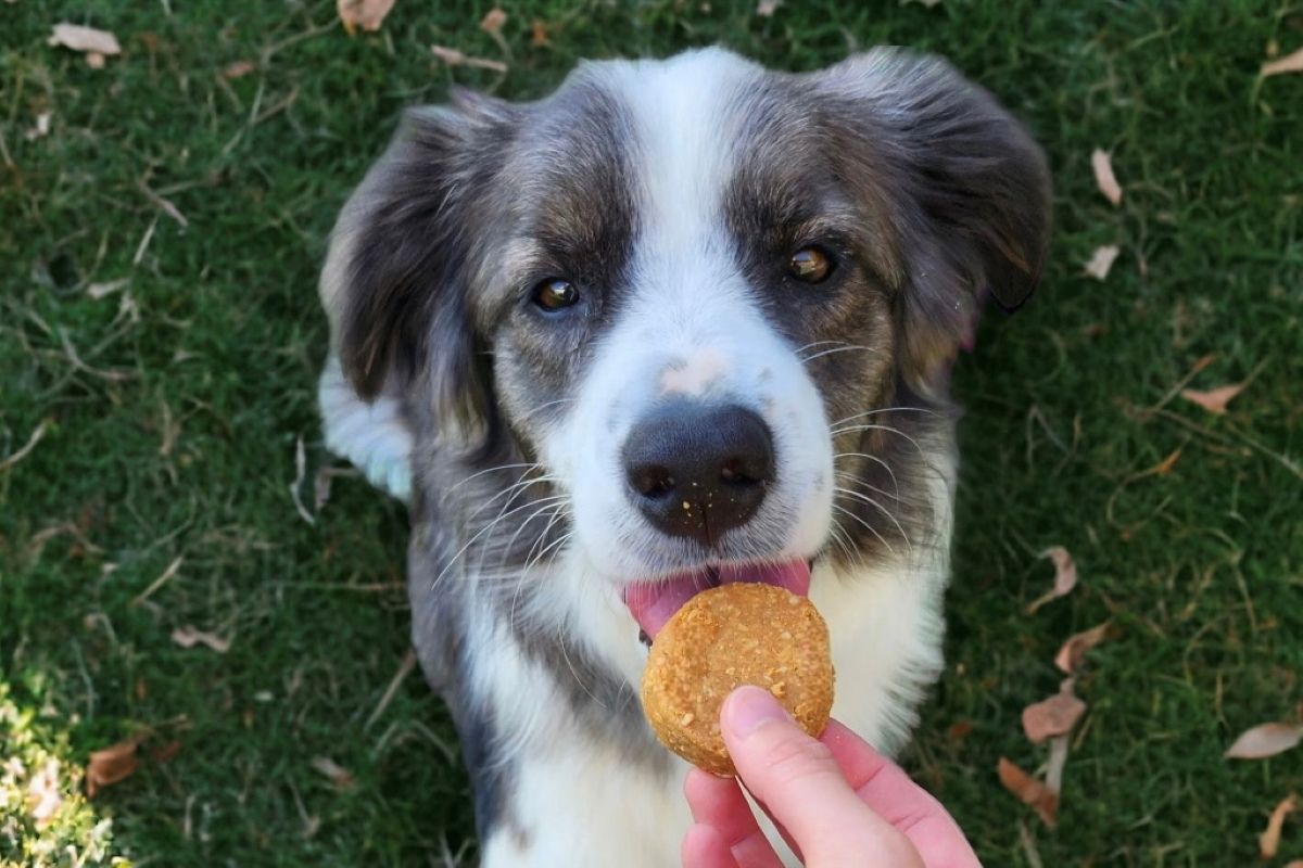 Bark Yeah! - Natural Dog Treats + Healthy Snacks