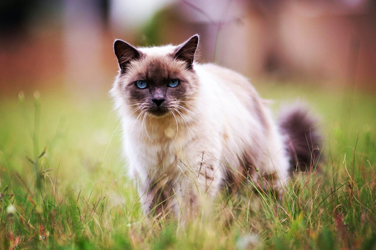 Discover Beds, Treats + Engaging Toys For Birmans At Swaggle