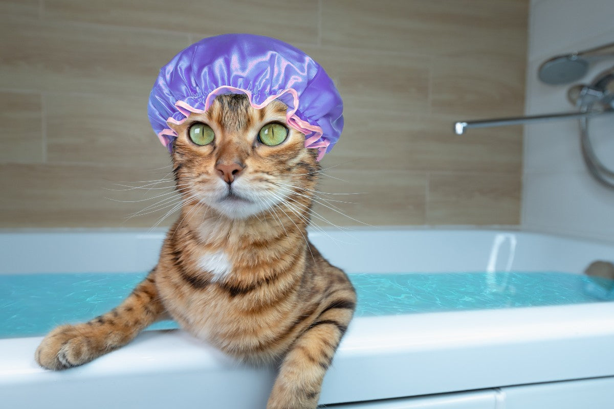Keep Your Cat Looking Purr-fect - Shop Cat Grooming Supplies