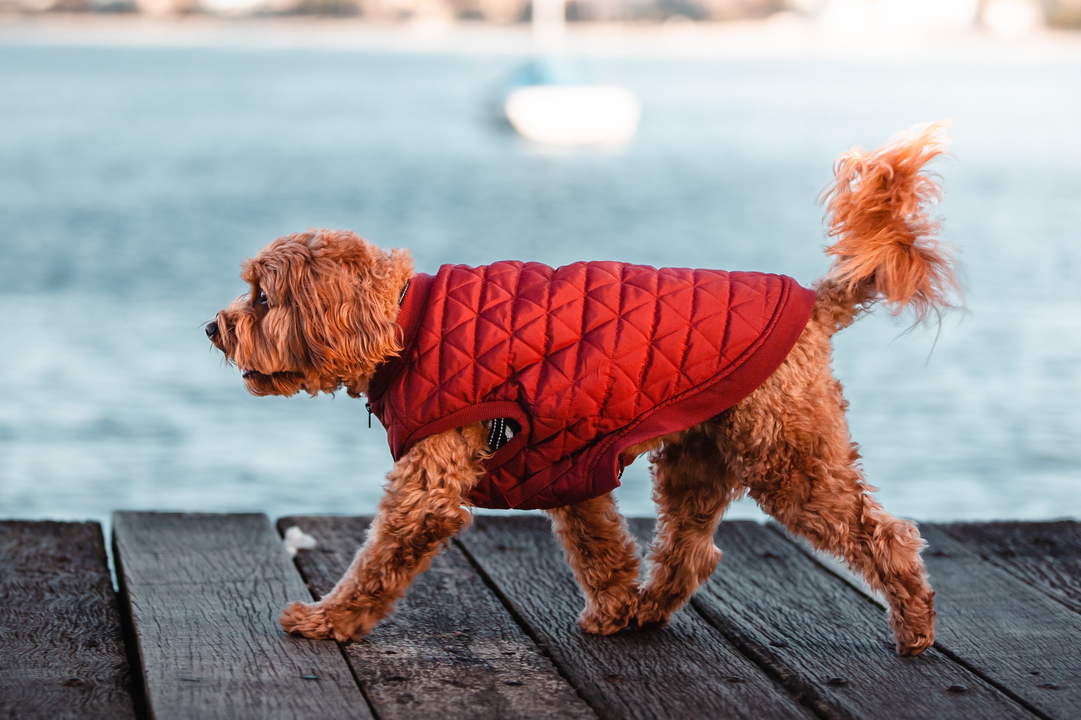 Stylish Cavoodle Outfits - Fashion Meets Furry Friends