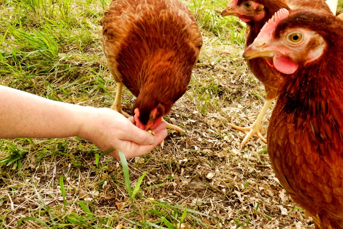 Browse Nutrient-Rich Chicken Food For Happy Hens At Swaggle