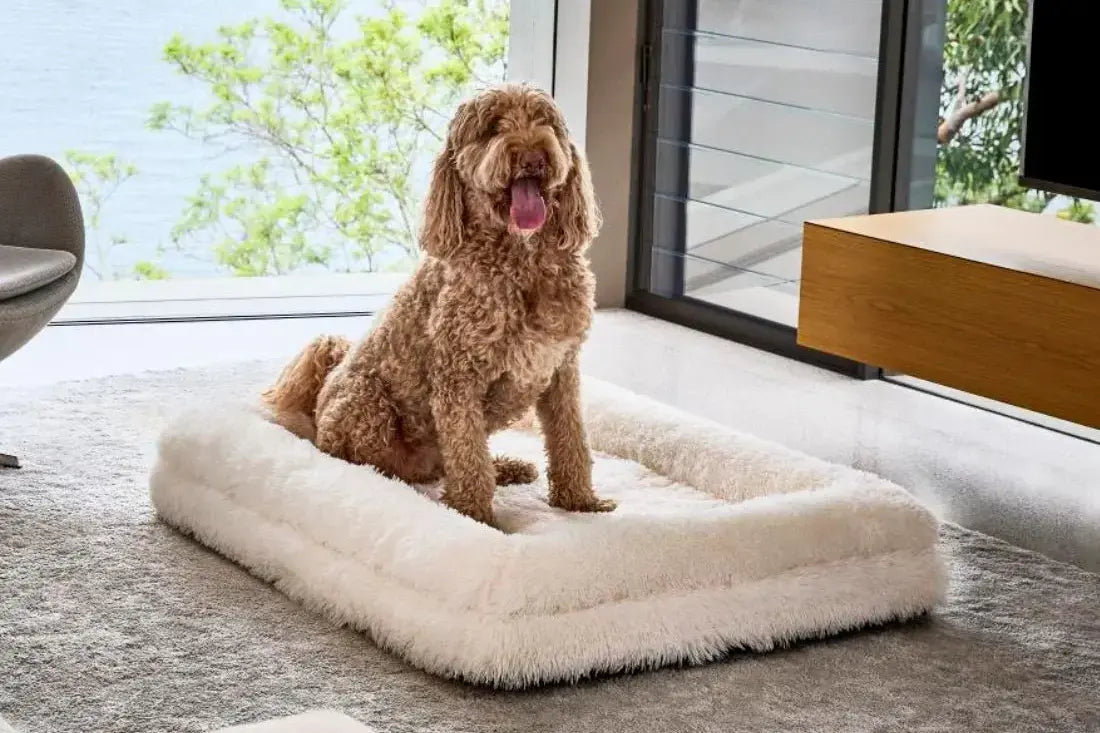 Shop Dazy Dog for Pawsome Luxury Beds, Bowls + More