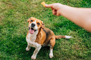 Find Tasty Mouthwatering Dog Biscuits At Swaggle