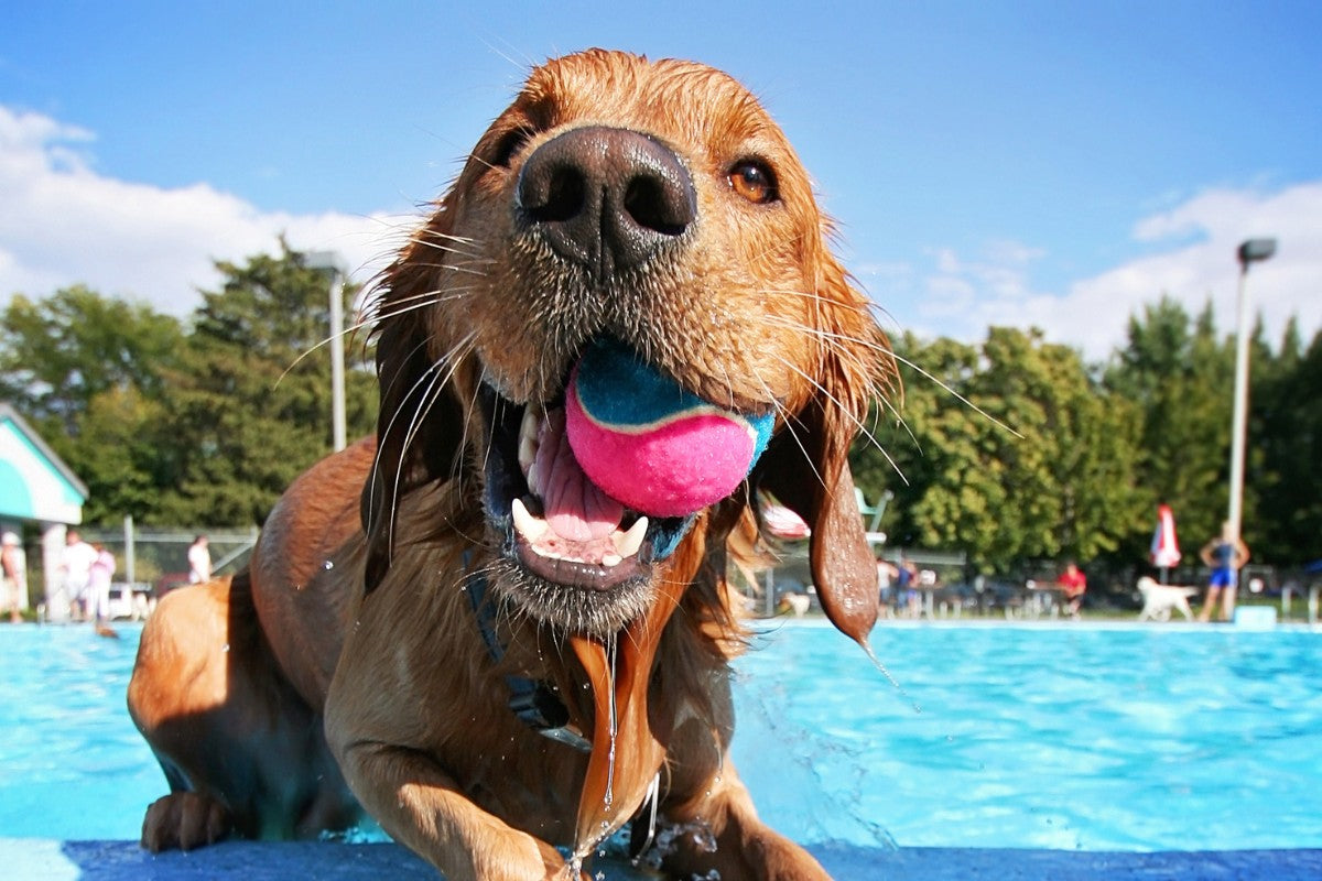 Shop Dog Toys Online At Swaggle For Hours Of Fun + Play