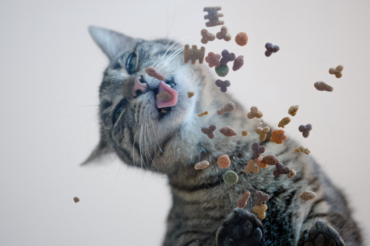 Dry Cat Food - Shop Online | Swaggle