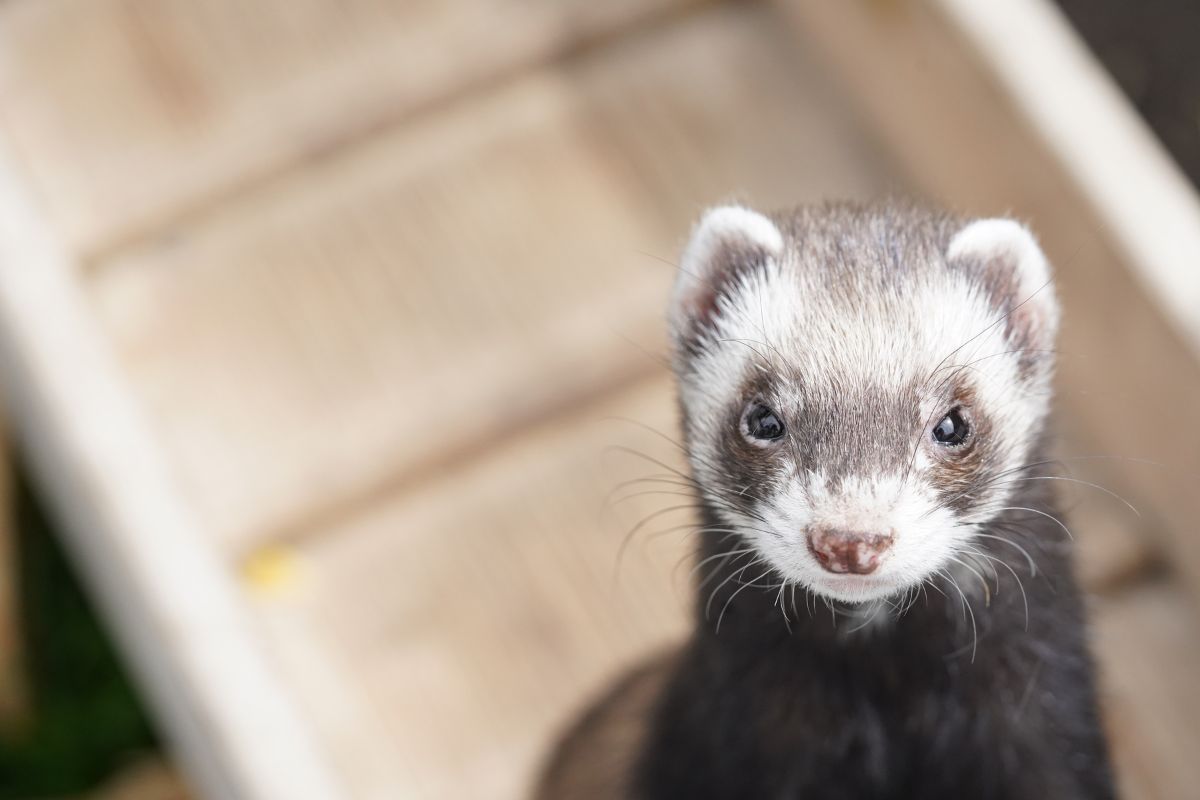 Discover Essential Ferret Supplies for Care & Play At Swaggle