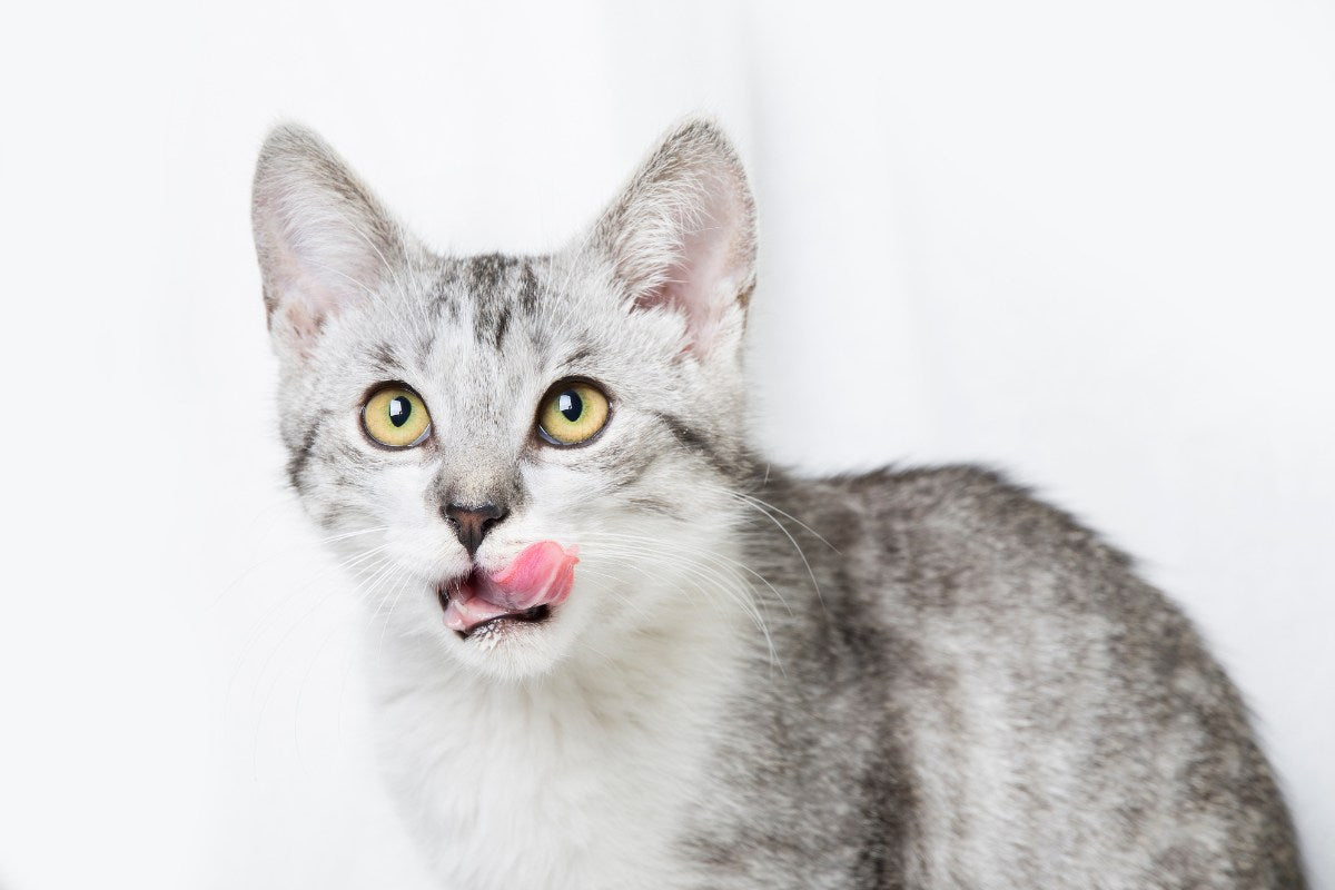 Shop Freeze & Air-Dried Cat Food For Nutrient-Rich Meals