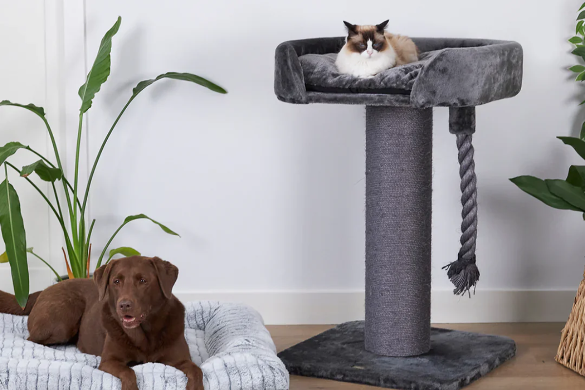 Shop Kazoo Bird Supplies For Enrichment + Joy At Swaggle