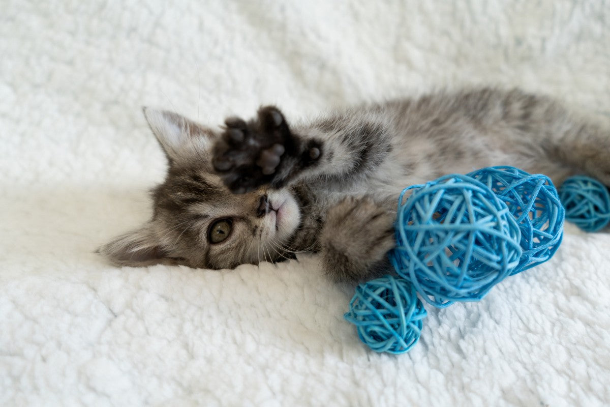 Get All Your Kitten Essentials For A Happy Start At Swaggle