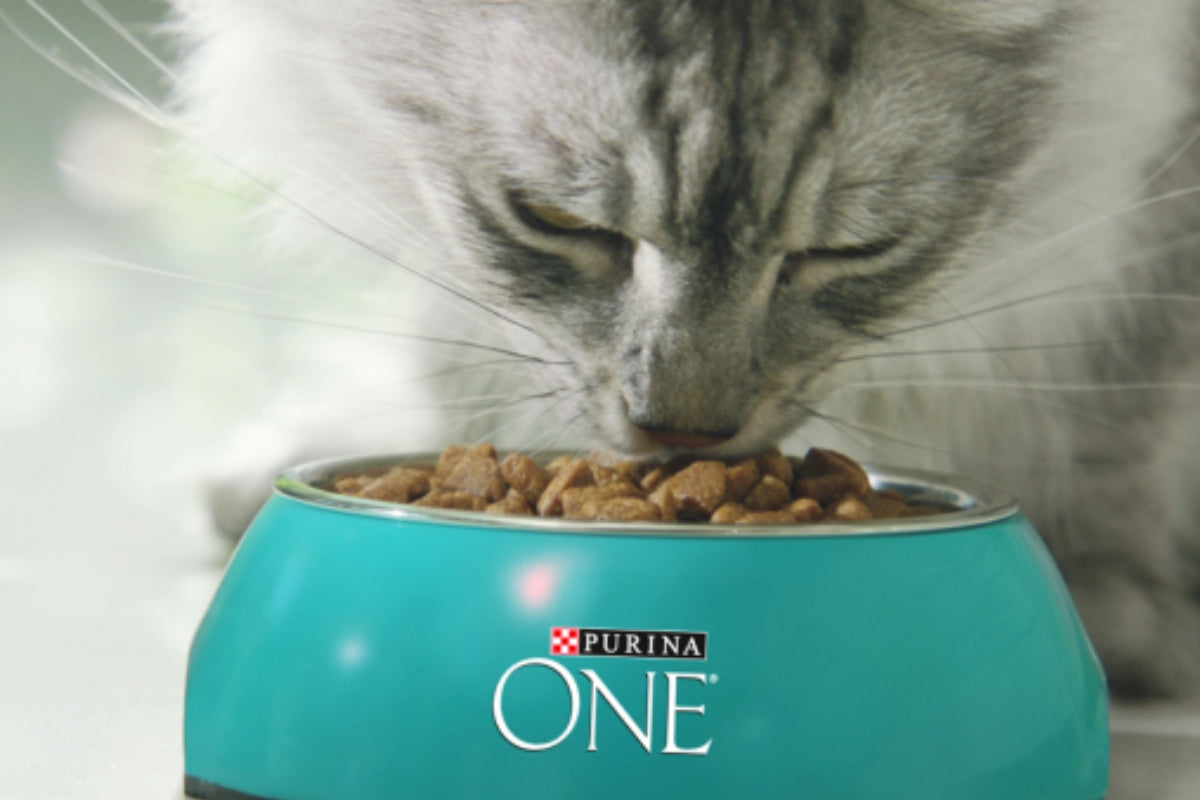 Crunch Into ONE Cat Dry Food For Purr-fect Delight