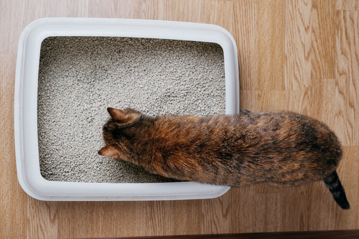 Explore Cat Litter Solutions Tailored For Your Home