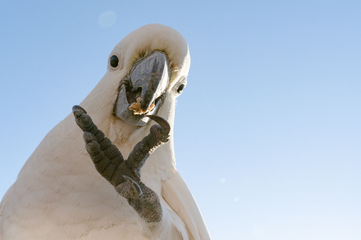 Nutrition First - Shop Premium Quality Bird Food At Swaggle