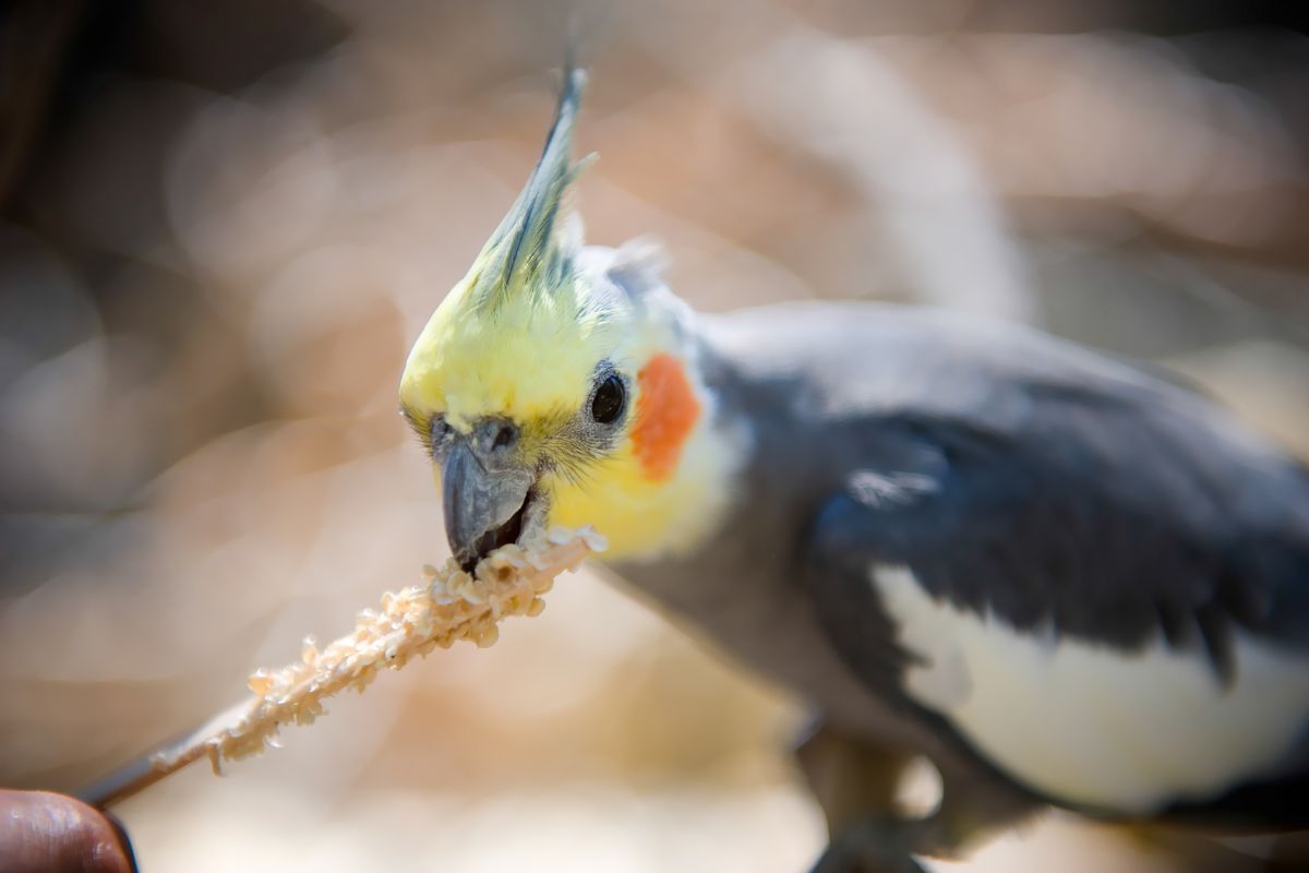 Buy Nutritious Cockatiel Food From Top Brands At Swaggle