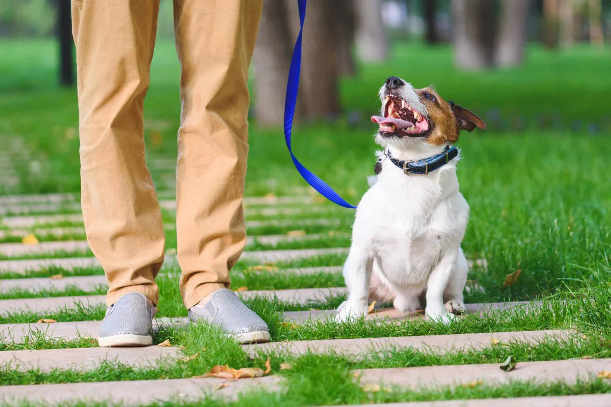 Shop Dog Leads from Top Brands | Swaggle