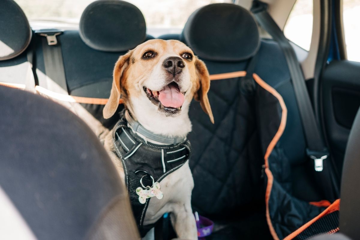 Dog Car Harnesses for Secure & Comfy Road Trips