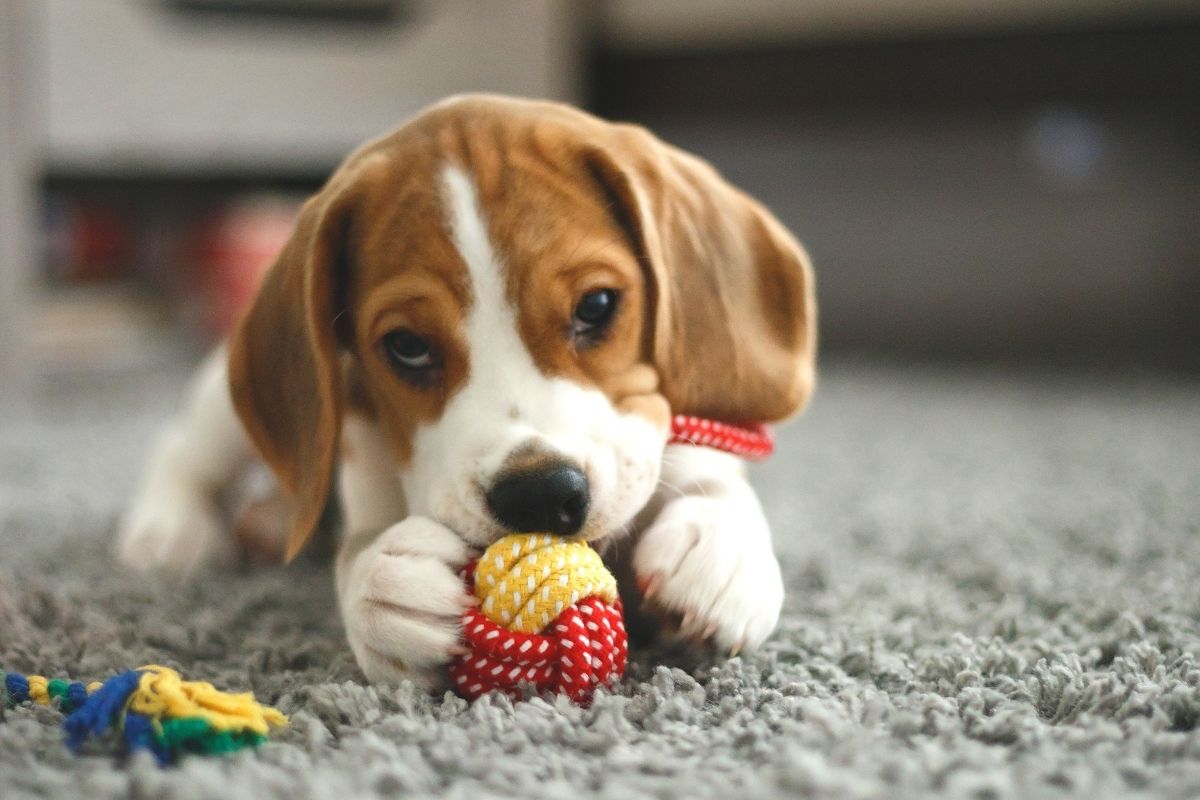 Level Up Playtime With Interactive Dog Toys At Swaggle