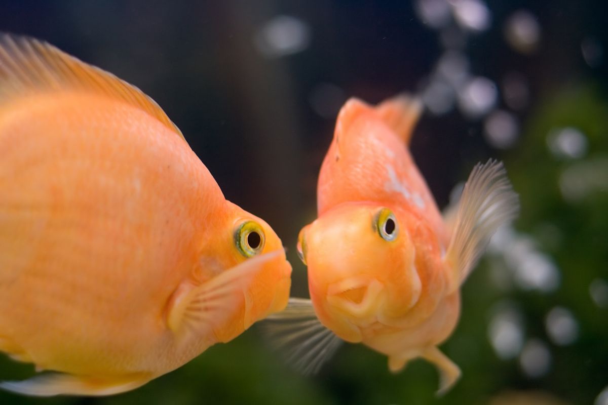 Splash Into Fin-tastic Fish Supplies for Aquatic Joy