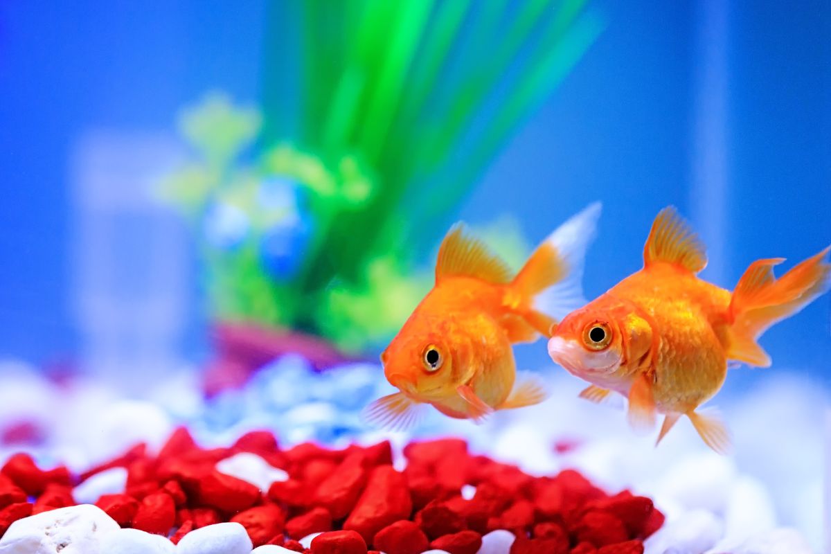 Fish Tanks for Every Space • Nano & Feature Aquariums • Swaggle