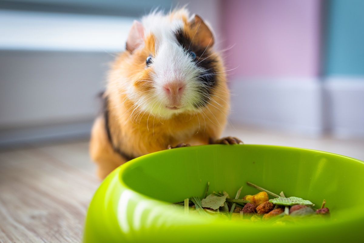 Shop Essential Supplies For Your Guinea Pig At Swaggle
