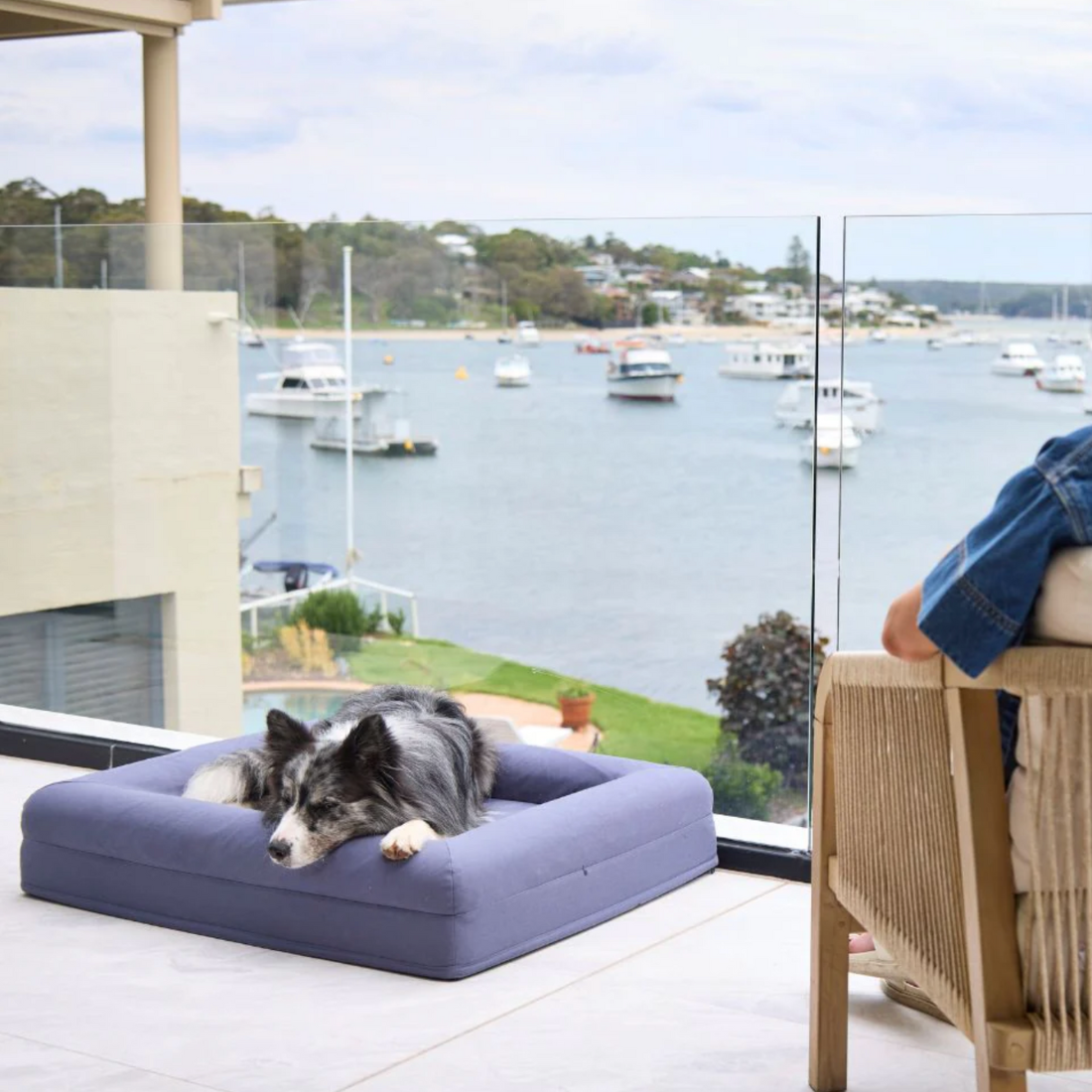 Dazy Dog Orthopedic Memory Foam Dog Bed Outlast Cooling Midnight